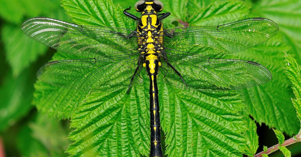 Rare River Dragon in Danger | Cambridge Conservation Forum