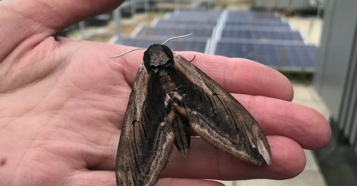 Moth Night | Cambridge Conservation Forum