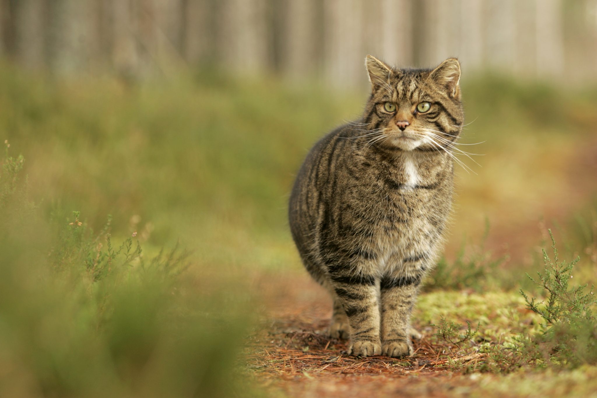 Saving Scottish Wildcats | Cambridge Conservation Forum