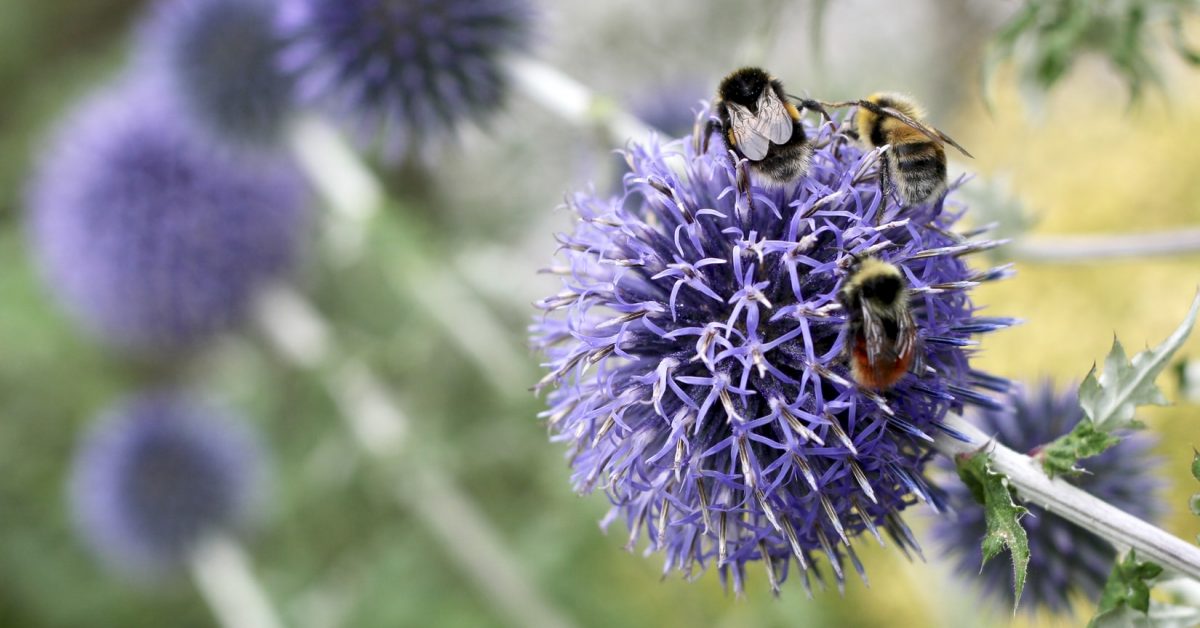 Understanding the risks to human well-being from pollinator decline ...