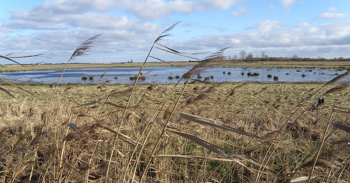A year in the life of a Great Fen Restoration Officer | Cambridge ...