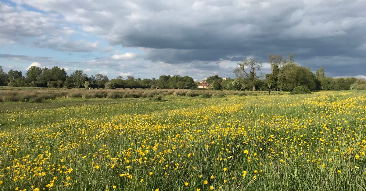 Cambridge Nature Network Proposal | Cambridge Conservation Forum